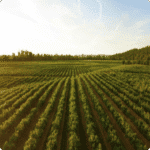 SCSK Digital: A trusted partner for Digital Transformation